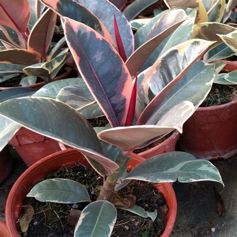 Ficus Ruby Garden Express