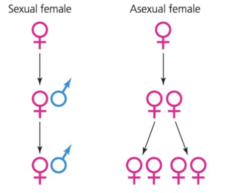 Evolution Second Half Flashcards Quizlet