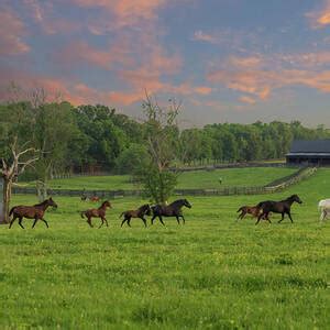 Kentucky Bluegrass Country Farm Drive Photograph By Bridget Calip