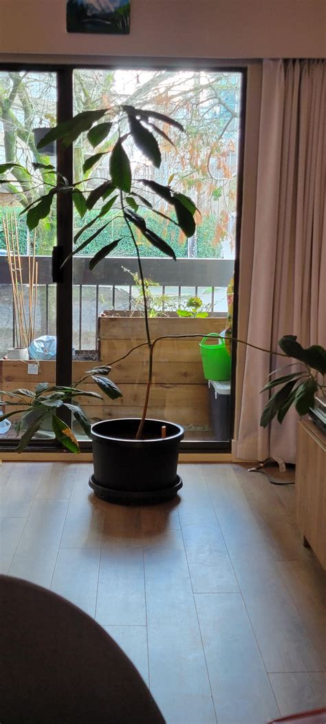 What To Do With Avo Tree Can I Prune Off That Right Branch Or Stake It Up Hes Getting A