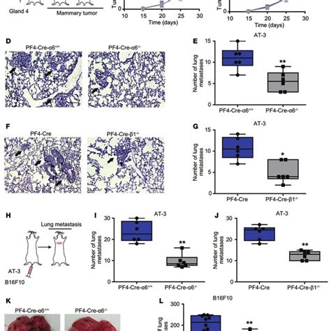 Lack Of Platelet Integrin 61 Inhibits Tumor Metastasis A Schematic