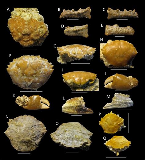 Decapods From The Savignean Facies Langhian Of The Blandinerie