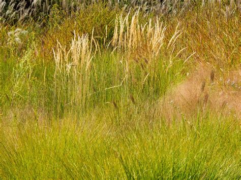 Walking Arizona As The Grass