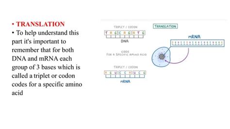 Protein Synthsis Ppt