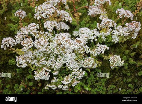 White Stonecrop Sedum Album Stock Photo Alamy
