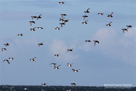 Pictures Birdwatchingnorway Birdwatchingnorway