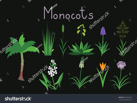 Examples Monocots Plants Collection 스톡 벡터 로열티 프리 395863591 Shutterstock
