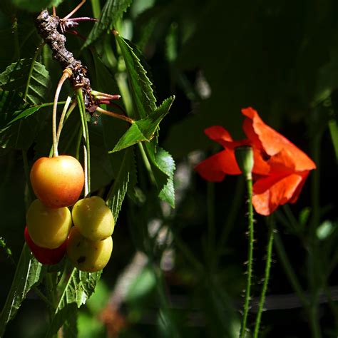 Passavant Sur Layon Map Of Passavant Sur Layon 49560 France