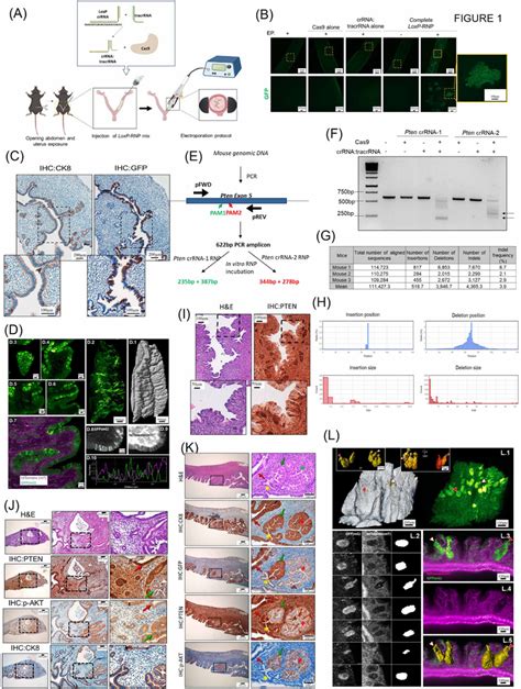 A Diagram Depicting Mouse Surgery Intra‐uterine Rnp Delivery And