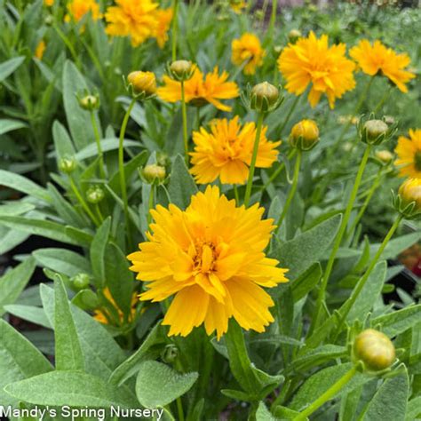 Early Sunrise Tickseed Coreopsis Grandiflora Mandy Spring Farm