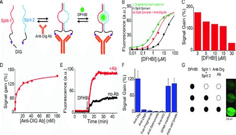 Antibody Templated Assembly Of The Spinach Aptamer A We First Download Scientific Diagram