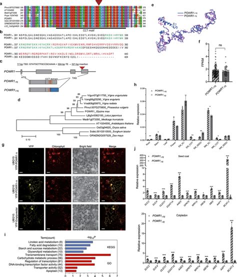 Gene Structure Subcellular Localization And Expression Of Powr1 A Download Scientific Diagram