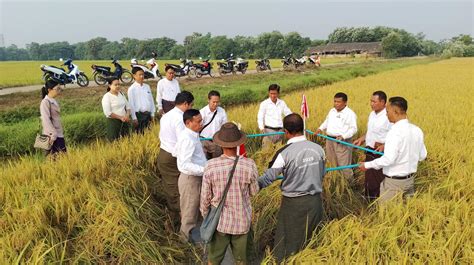 မုဒုံမြို့နယ်တွင် နွေစပါး ၁၃၇၆ ဧက ရိတ်သိမ်းခြွေလှေ့ ပြီးစီး