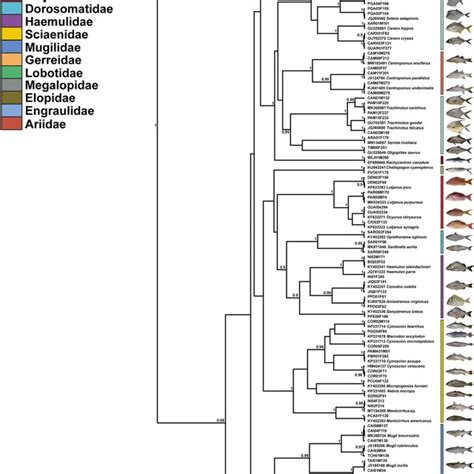 Bayesian Inference Tree For Commercialized Freshwater Fish Species At