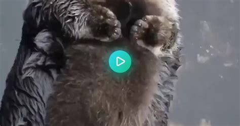 Otters Album On Imgur