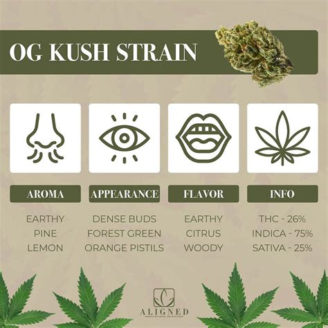 Og Kush Strain Weed Strain Information Guide