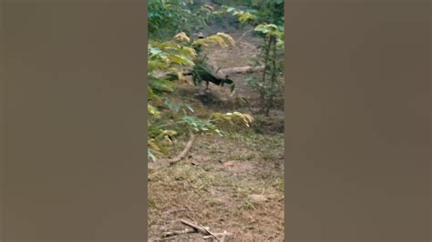 Peacock Funny Birds Comedy Peacocking Cute Youtube