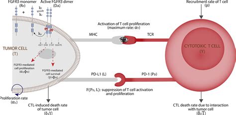 Fgfr3 Pathway