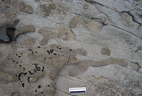 Antediluvian Salad Mud Bugs