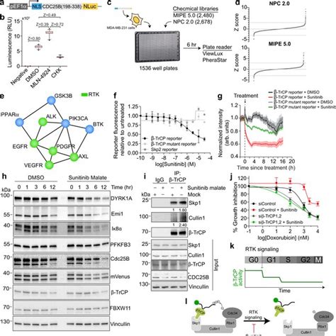 High Throughput Screening Approach Using The β Trcp Reporter A