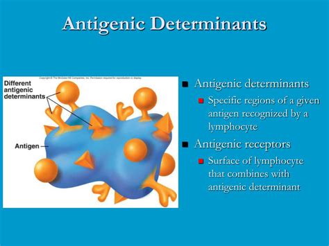 Explain Antigenic Determinant At Dorothy Hood Blog
