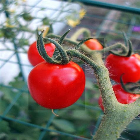 Tomato Detection Object Detection Dataset V4 2023 03 07 9 41pm By