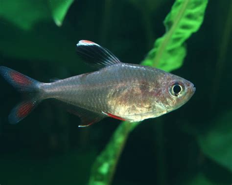 Hyphessobrycon Bentosi Facts Diet Habitat And Pictures On Animaliabio