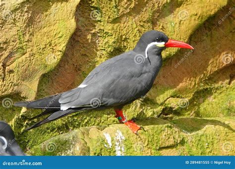 Inca Tern Perched On Rock Stock Image Image Of Larosterna 289481555