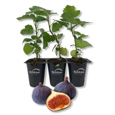 Lsu Purple Fig Tree 3 Live Tissue Culture Starter Plants Ficus