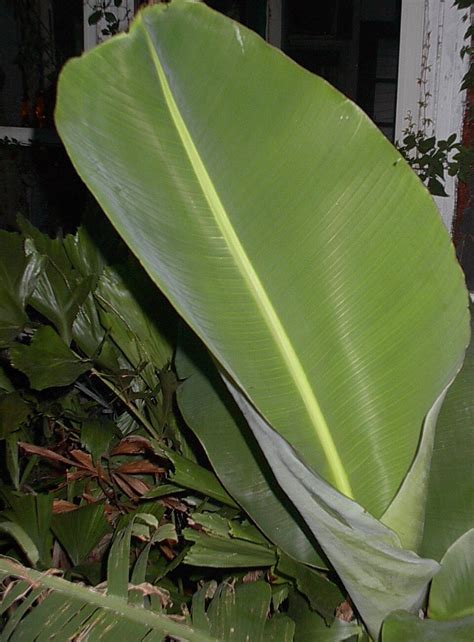 Dahon Ng Saging Wikipedia Ang Malayang Ensiklopedya