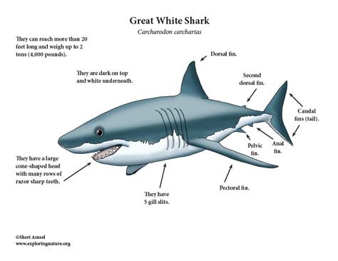 Shark Great White Exploring Nature