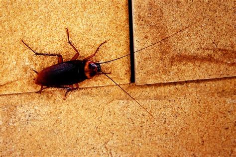 Cockroaches 101 Types Of Roaches In Arizona Budget Brothers Termite
