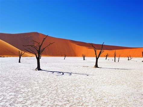 Namib Desert Trees