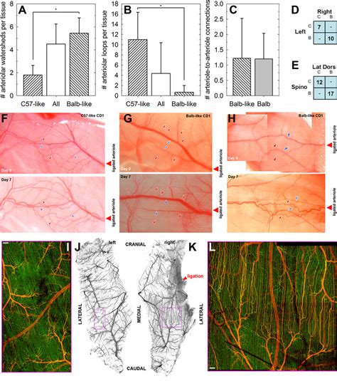 Microvasculature Of Cd 1 Mice An Outbred Strain Resembles Either Download Scientific Diagram