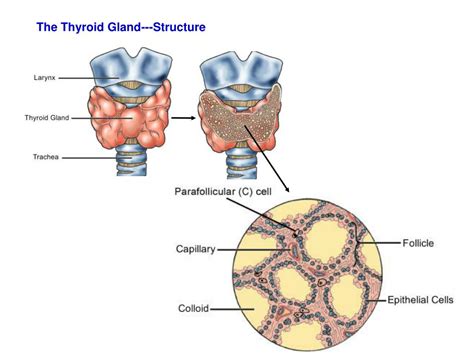 Ppt The Thyroid Gland Powerpoint Presentation Free Download Id4446563