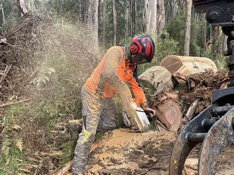 Land Clearing Brisbane Dynamic Tree Solutions