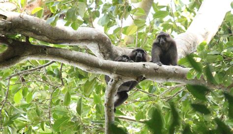 The Forest Exhibitionists Dr Ating Foundaton Saving Wildlife Caring People