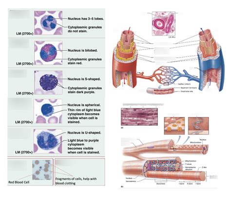 Bsc 216 Lab Exam 1 Diagram Quizlet