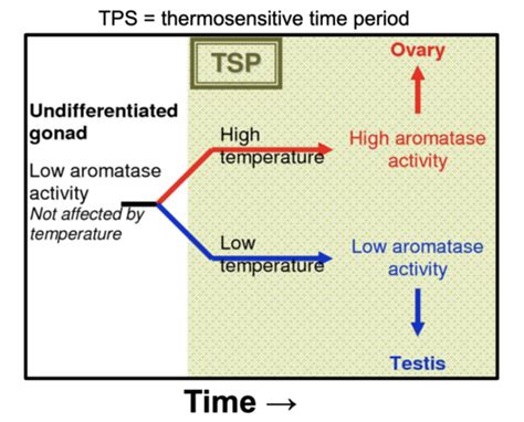 Sex Determination And Differentiation Sexual Differentiation Pp1