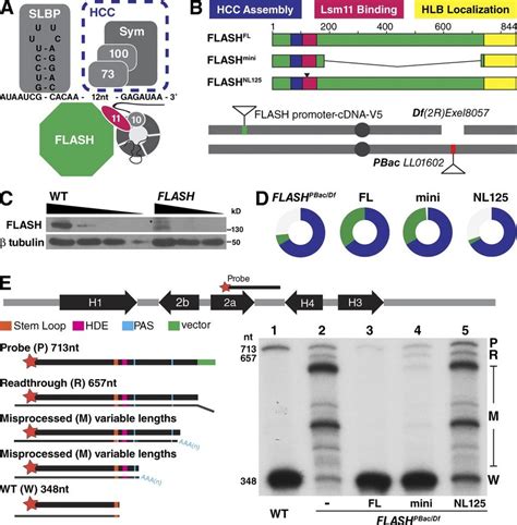 Histone Pre Mrna Processing Is Essential In Vivo Flash Function A