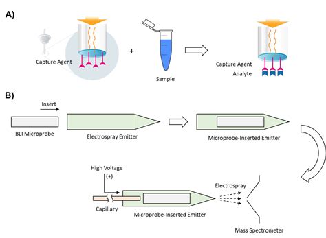 Direct Coupling Of Biolayer Interferometry And Mass Spectrometry For Top Down Protein Analysis