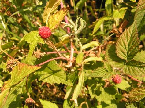 Wild Raspberry Plant Identification