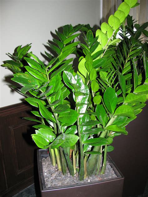 Are Zz Plants Succulents At Samantha Tomlinson Blog