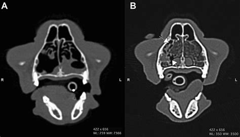 Cats With Idiopathic Chronic Rhinosinusitis That Develop Clinical Signs Before Two Years Of Age