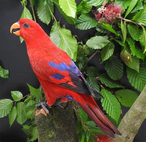 Red Lory Facts Care As Pets Pictures