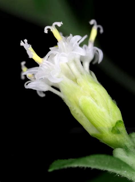 Lucid Dream With Calea Zacatechichi Rewild Grow