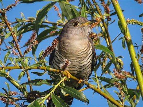 Premium Photo Cuculus Canorus