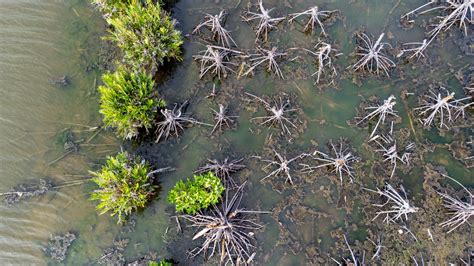 A Tipping Point For Mangrove Restoration And Shrimp Farming In
