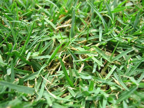 Herbicide For Cheatgrass