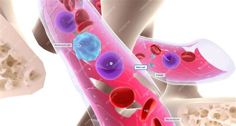 Premium Photo The Composition Of Bone Marrow